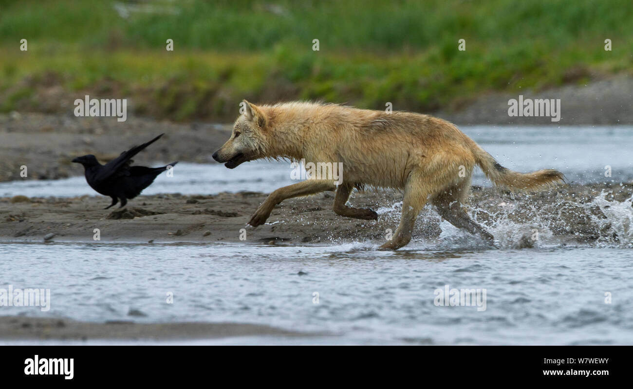 Alaska wolf salmon hi-res stock photography and images - Alamy