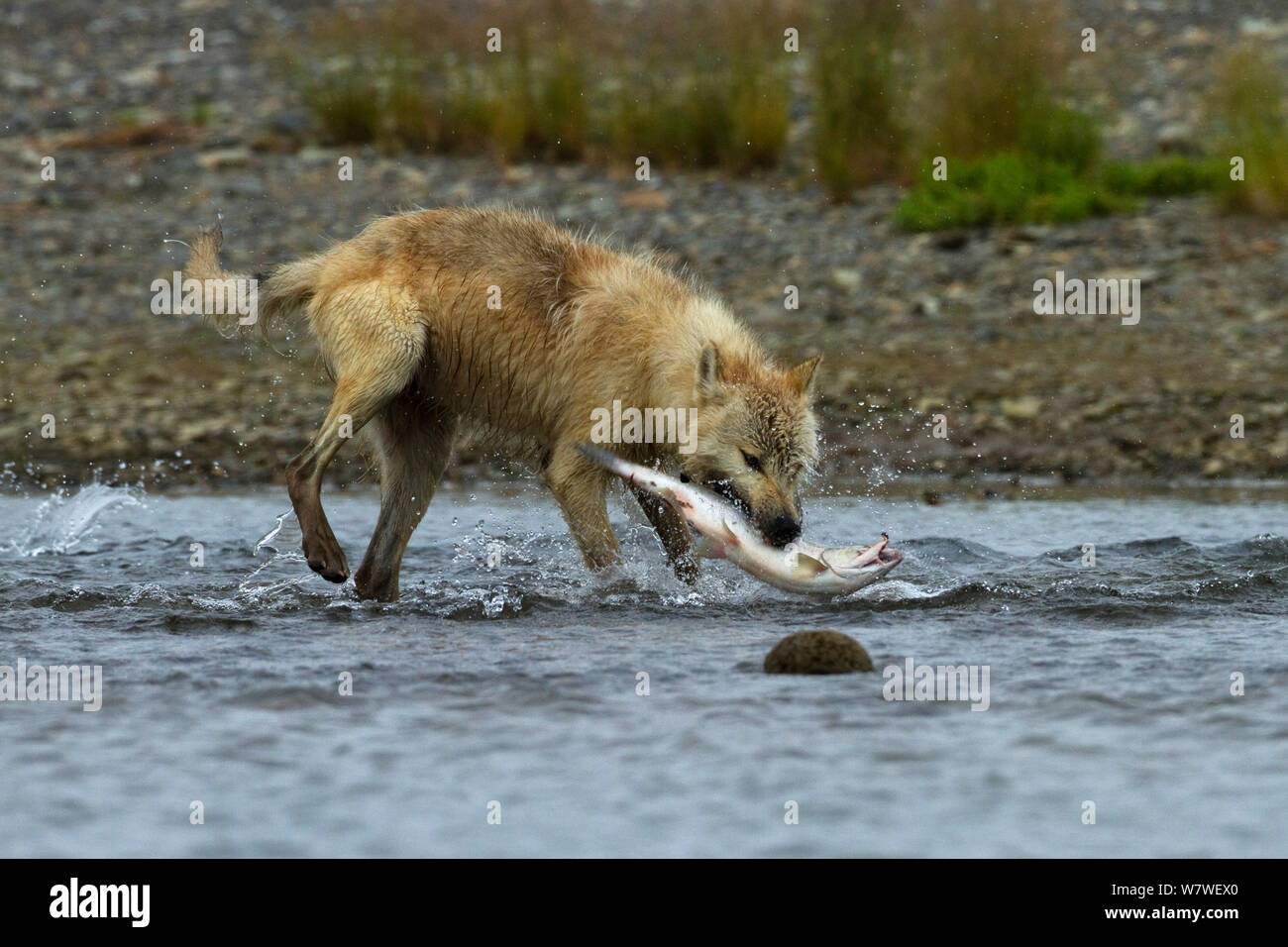 Grey wolf (Canis lupus) hunting pacific salmon, Katmai National Park ...