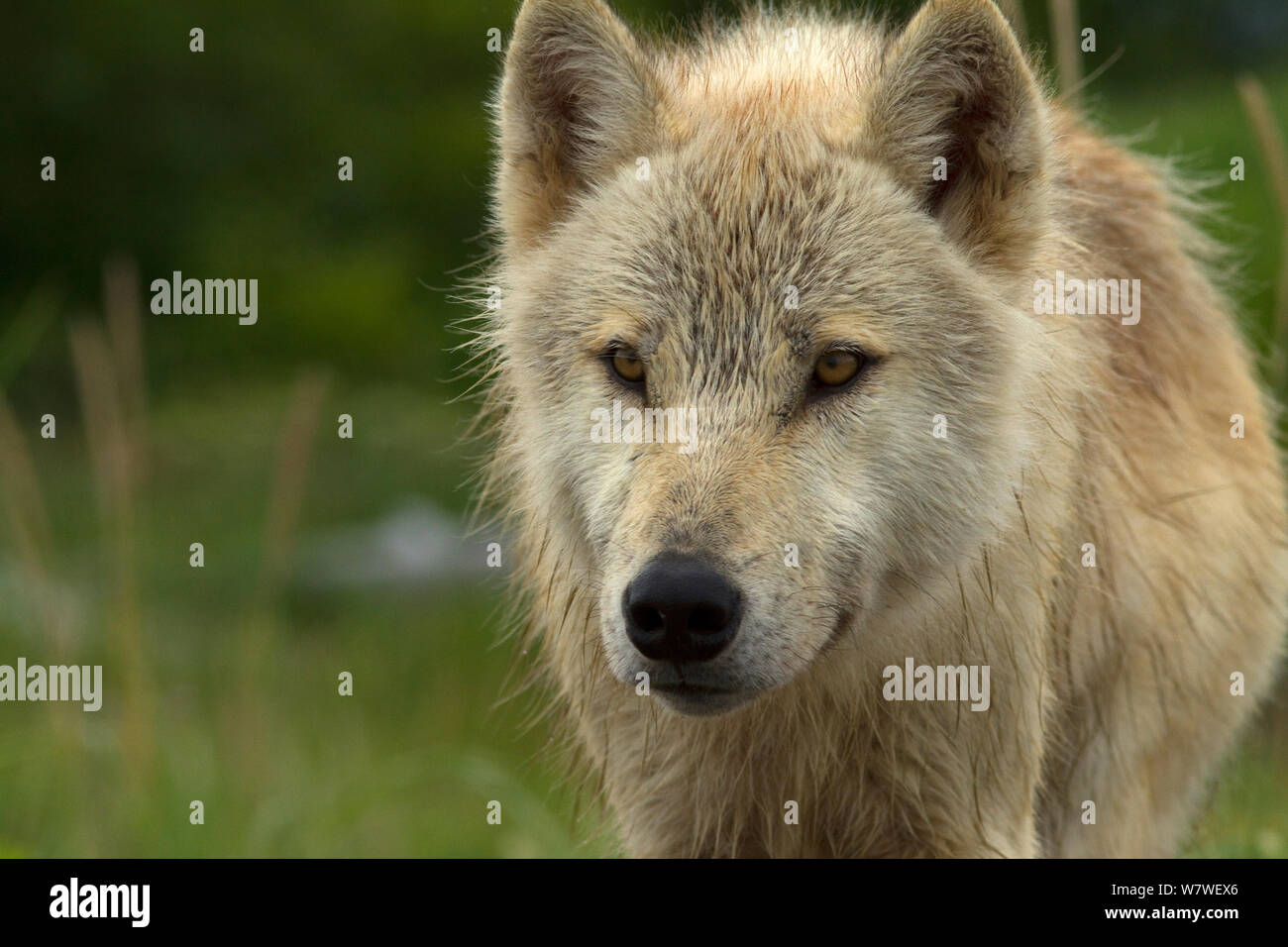 Alaska wolf hi-res stock photography and images - Alamy