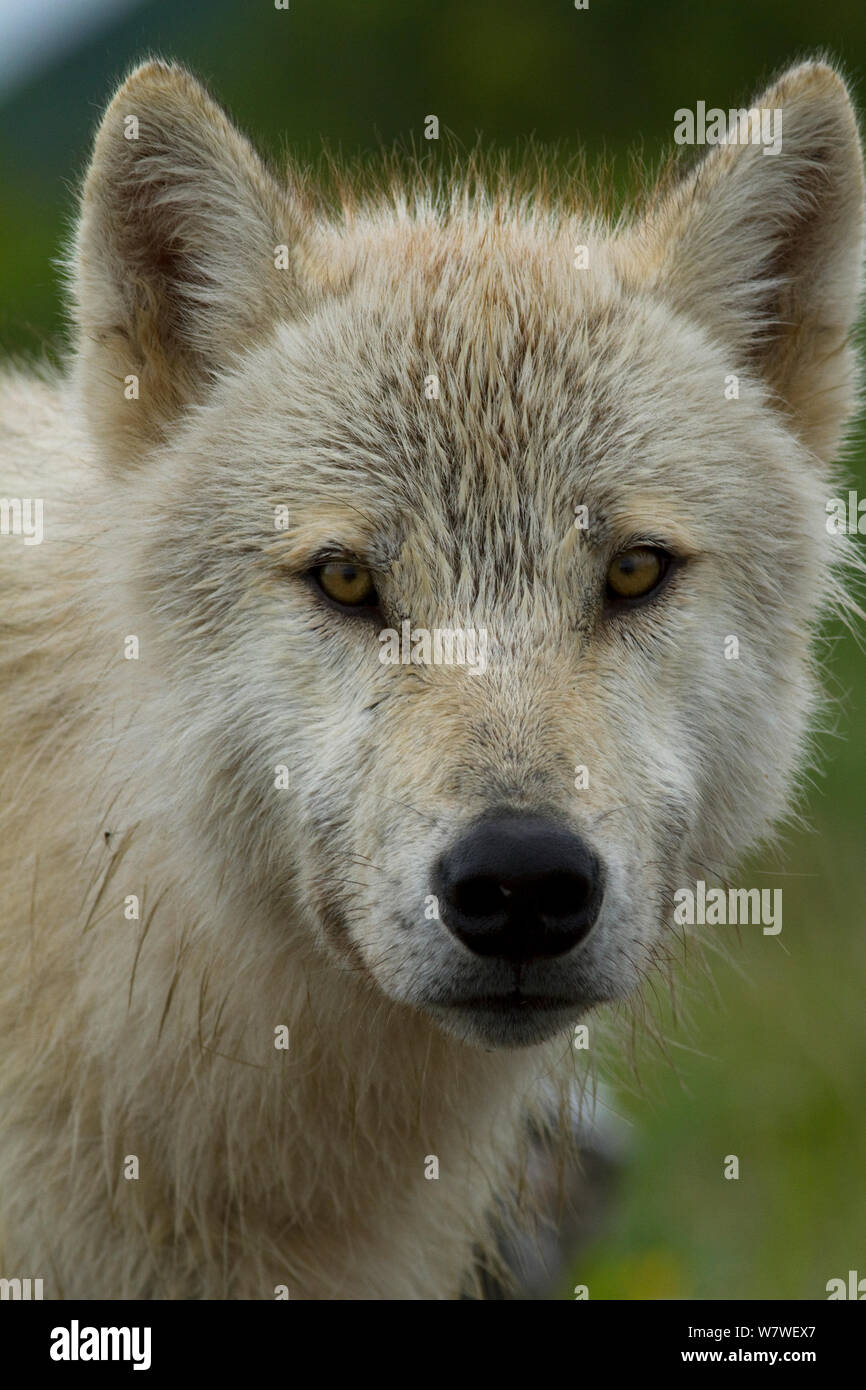 Alaska wolf hi-res stock photography and images - Alamy