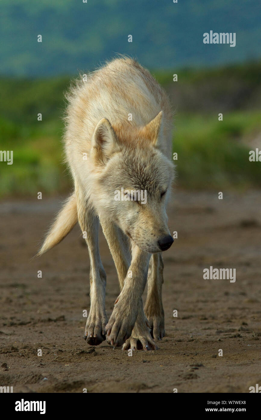 Grey wolf (Canis lupus) Katmai National Park, Alaska, USA, August Stock ...