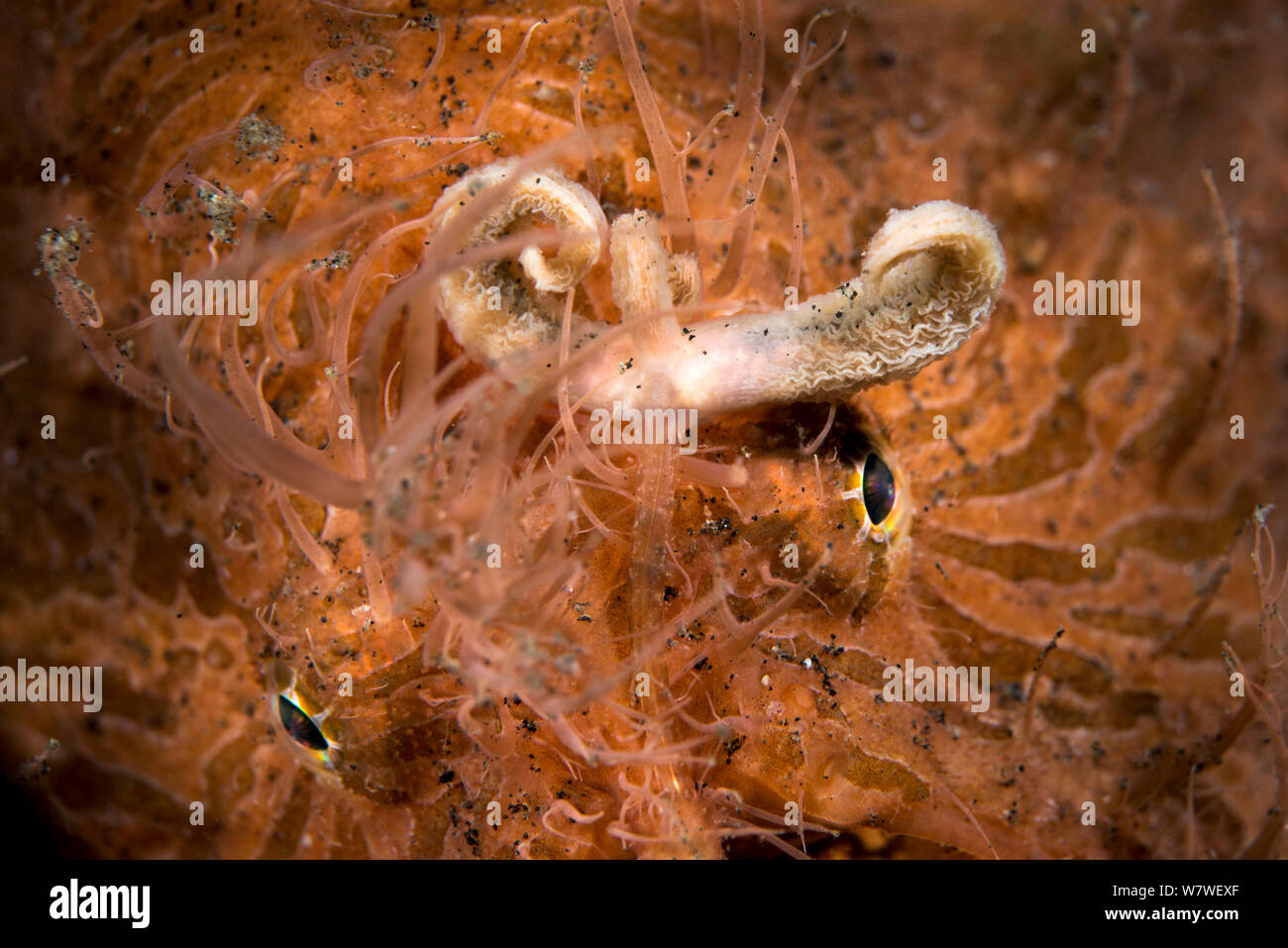 Hairy frogfish (Antennarius striatus) close up of worm like esca (lure ...