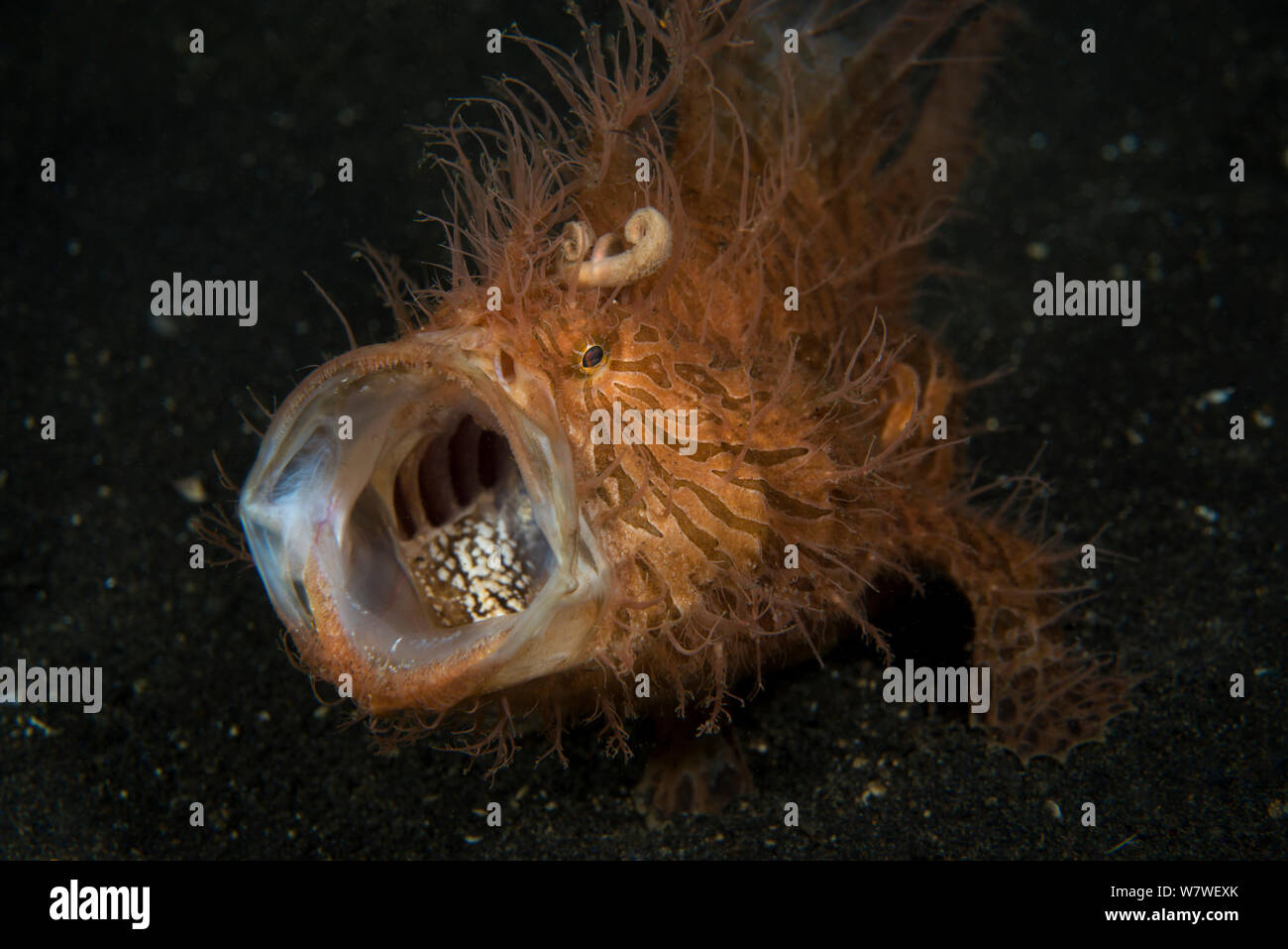 Striate anglerfish hi-res stock photography and images - Alamy