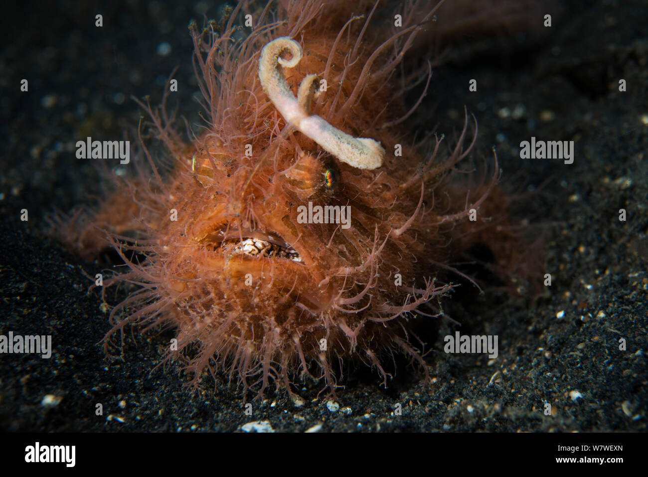 Hairy frogfish (Antennarius striatus) showing worm like esca (lure ...