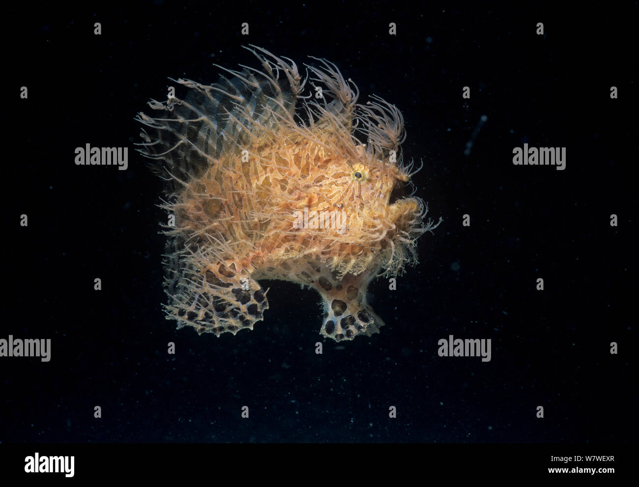 Hairy Frogfish (Antennarius hispidus) Lembeh Strait, Celebes Sea ...