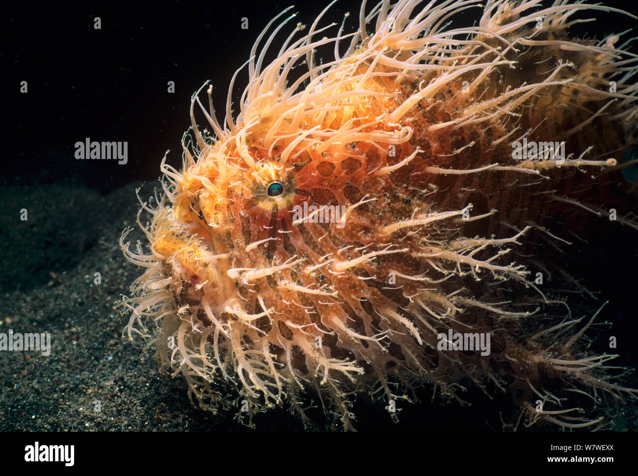 Hairy Frogfish (Antennarius hispidus) Lembeh Strait, Celebes Sea ...