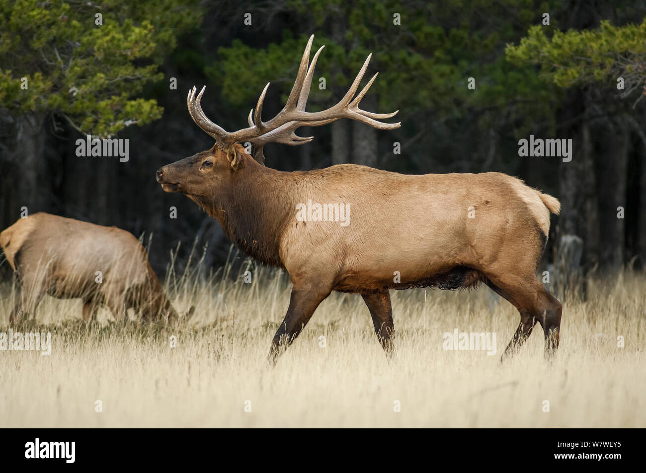Bull Elk (Cervus elaphus), mature bull in mountain meadow during the ...