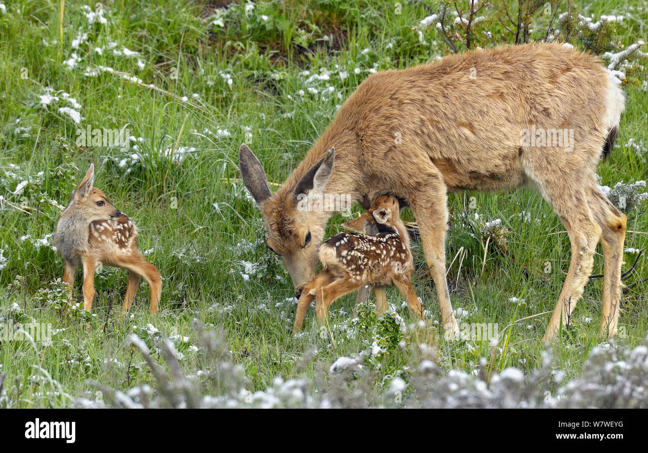 Mother deer fawns hi-res stock photography and images - Alamy
