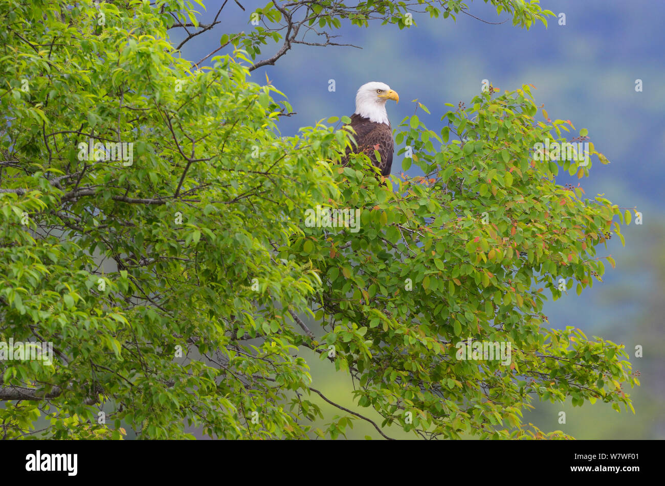 Bald Eagle (Haliaeetus leucocephalus) sitting in a tree. Acadia National Park, Maine, USA, June ...