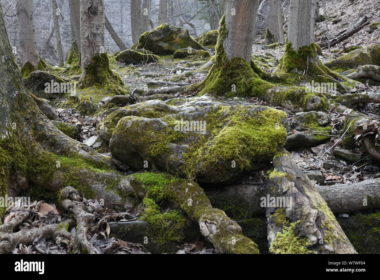 An early spring morning as seen in this mossy forest floor landscape ...