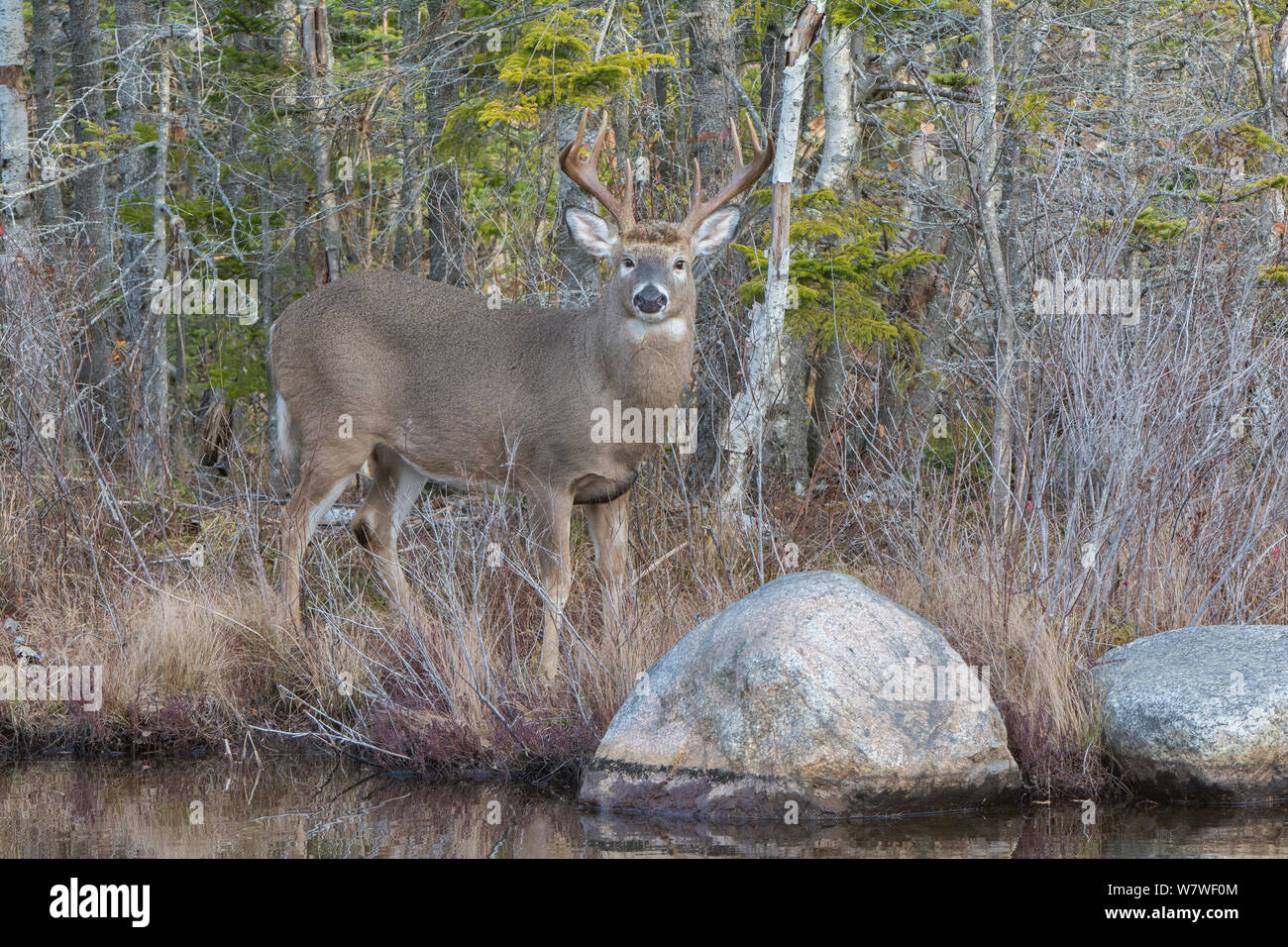 Buck pond hi-res stock photography and images - Alamy