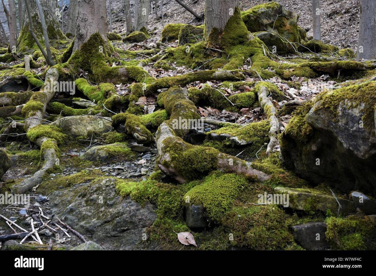 Moss covered forest floor hi-res stock photography and images - Alamy
