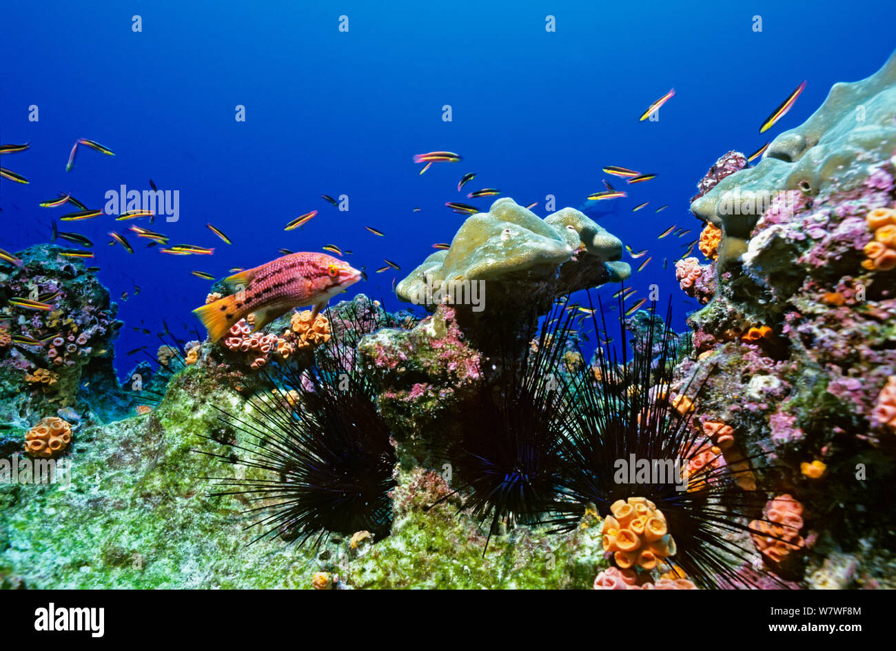 Galapagos Reef scene with Black spiny sea urchin (Diadema antillarum ...