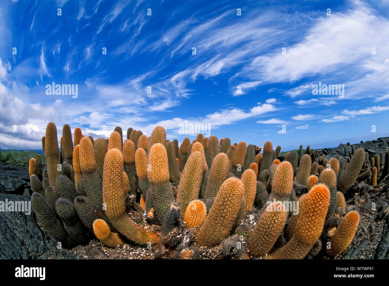 Lava cactus (Brachycereus nesioticus) pioneering pllant first to ...
