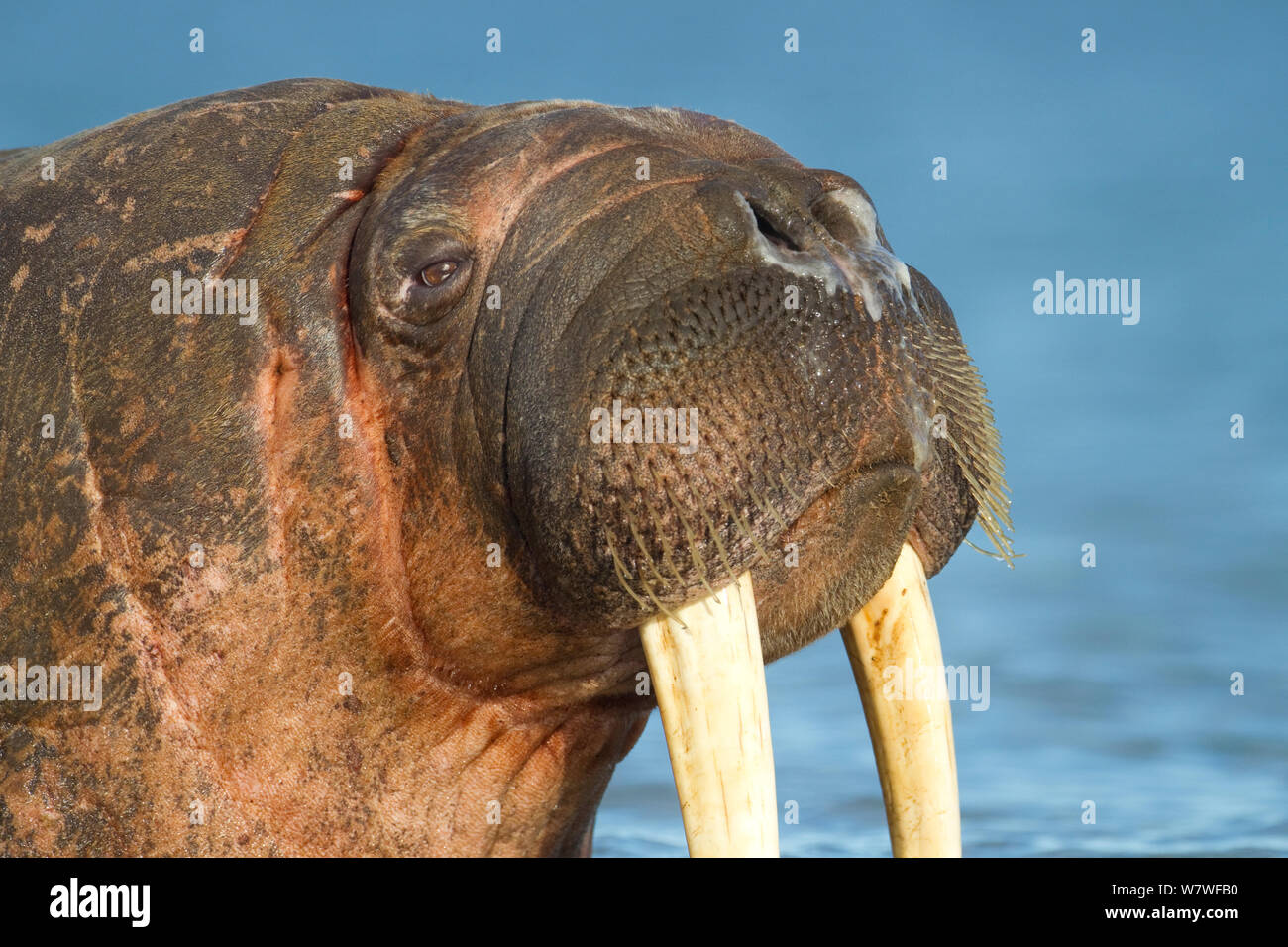 Walrus Teeth High Resolution Stock Photography and Images - Alamy