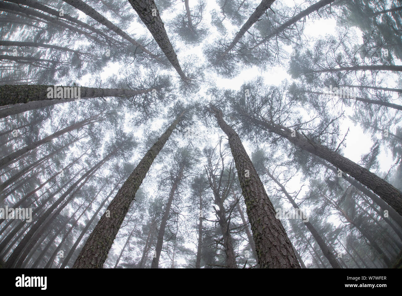 Scottish tree canopy hi-res stock photography and images - Alamy