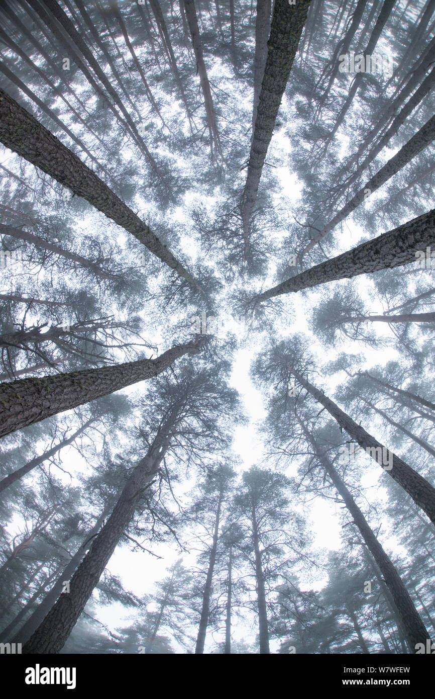 Conifer canopy hi-res stock photography and images - Alamy