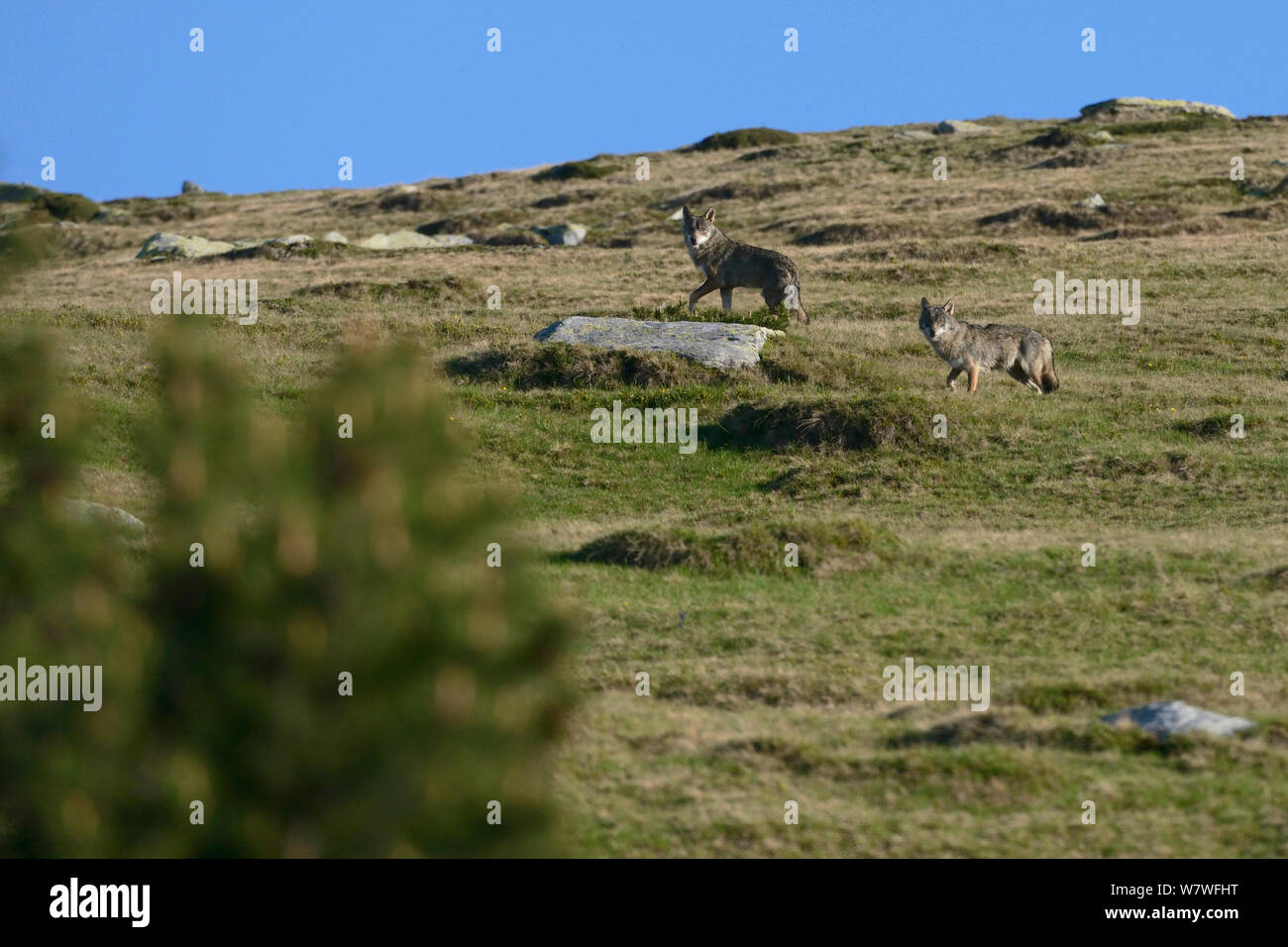 Wild grey wolves (Canis lupus) in the Retezat Mountains Retezat ...