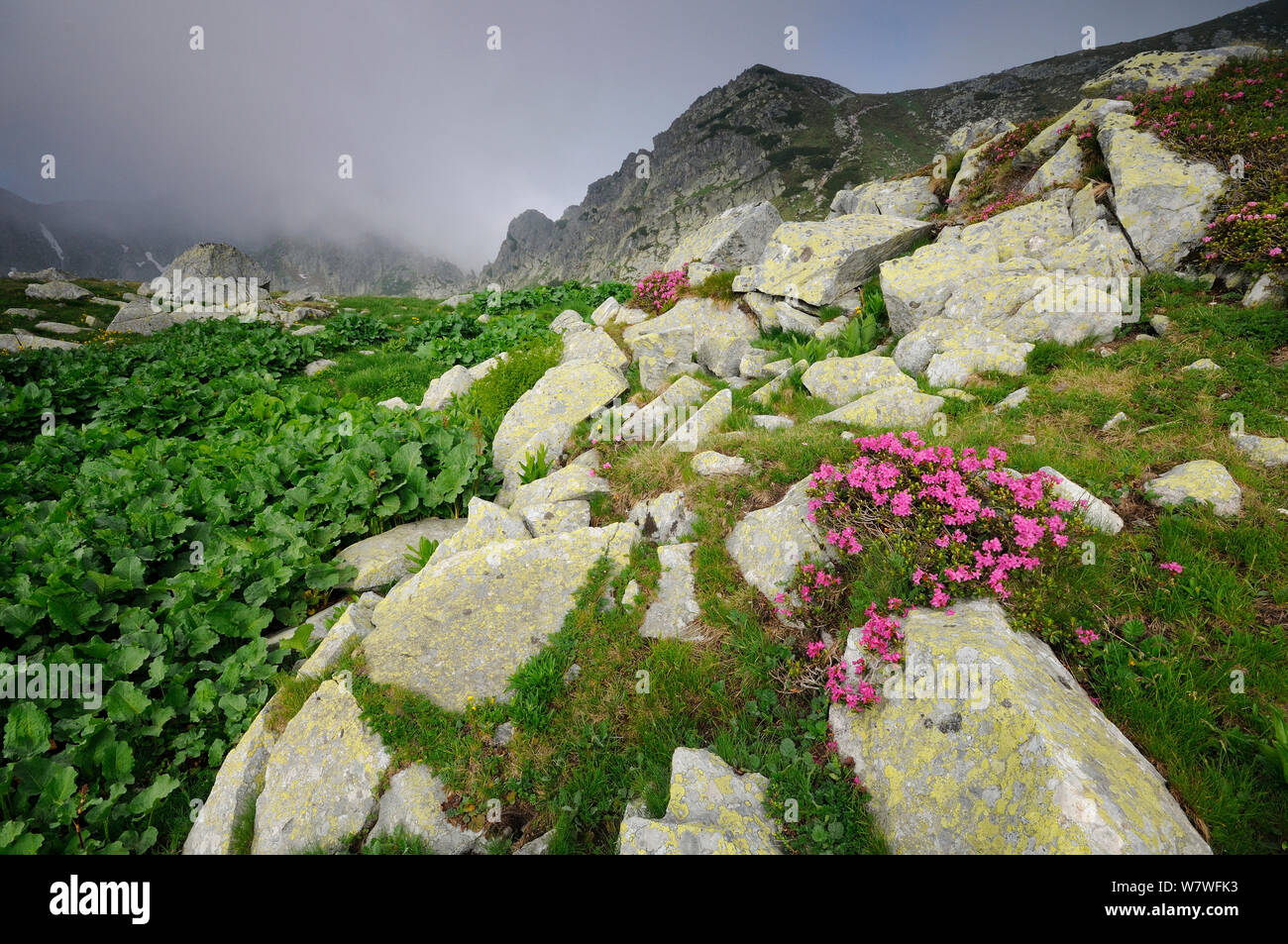 Rhododendron kotschyi in alpine hi-res stock photography and images - Alamy