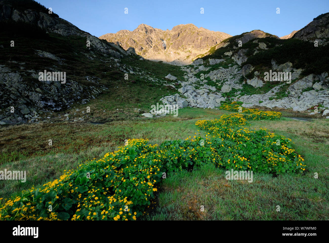 Mountain marsh marigold hi-res stock photography and images - Alamy