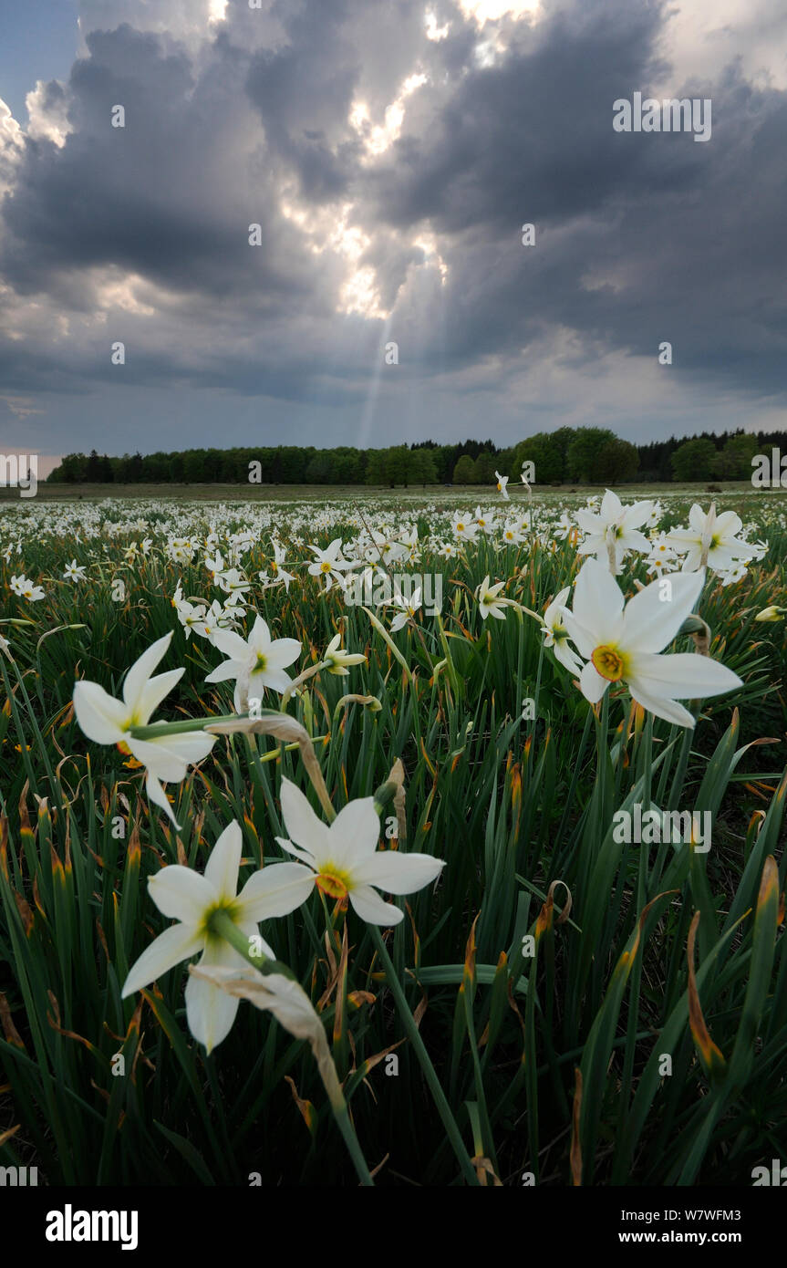 Wild Narcissus (Narcissus angustifolius) meadow. Corund, Transylvania ...