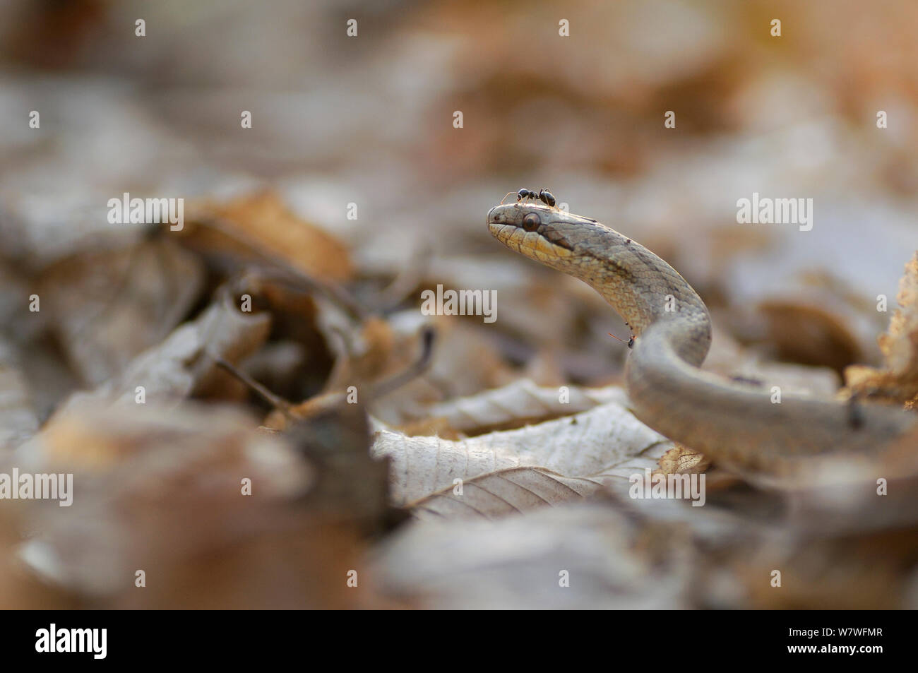 Smooth snakes hi-res stock photography and images - Alamy