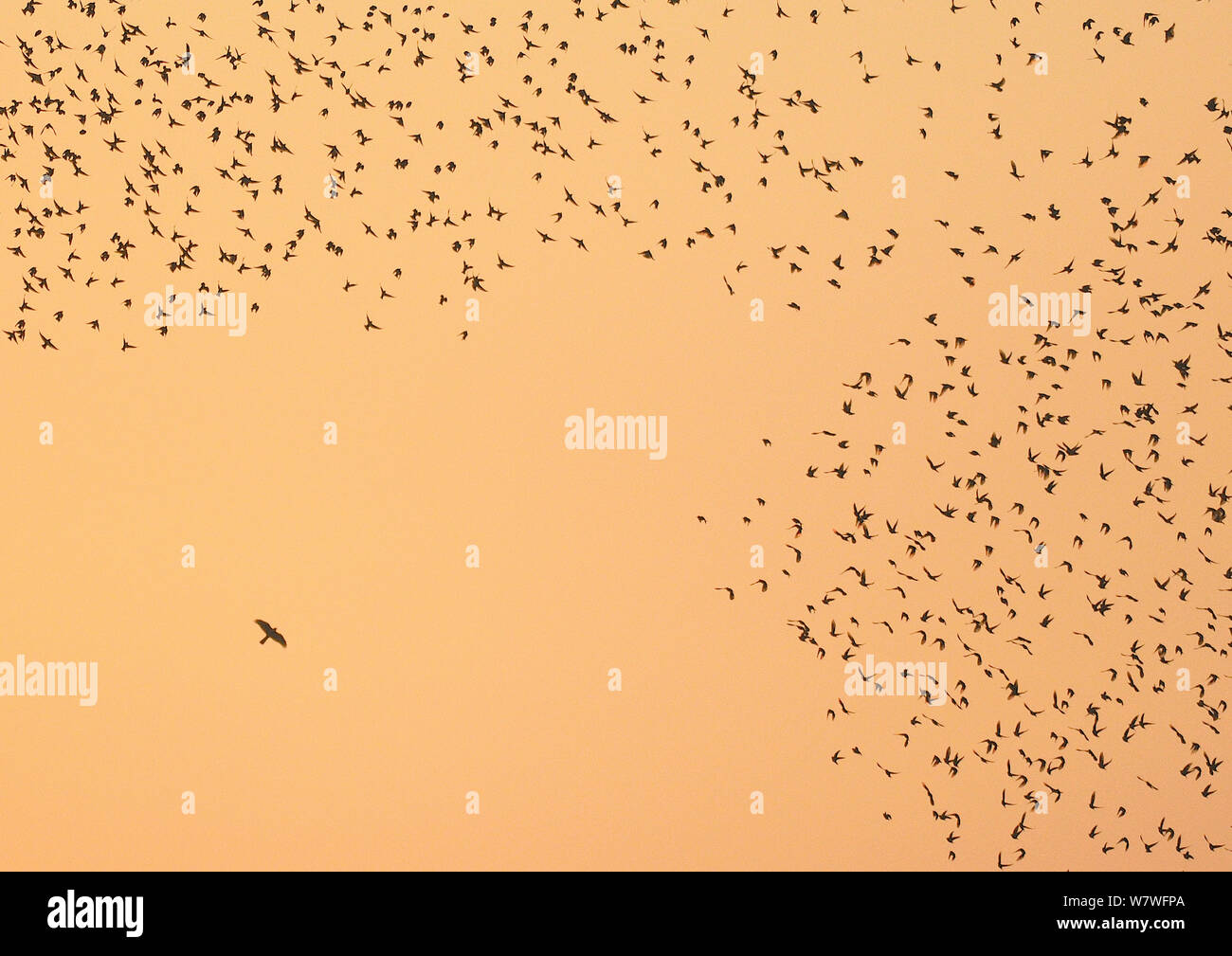 Sparrowhawk (Accipiter nisus) chasing a flock of (Sturnus vulgaris) off ...