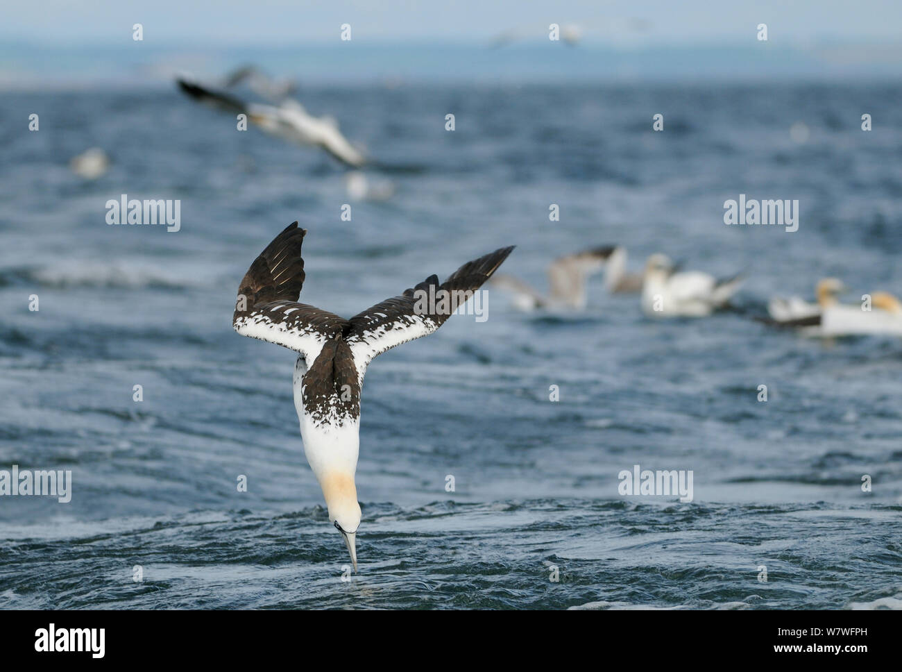 Northern gannet diving fish hi-res stock photography and images - Alamy