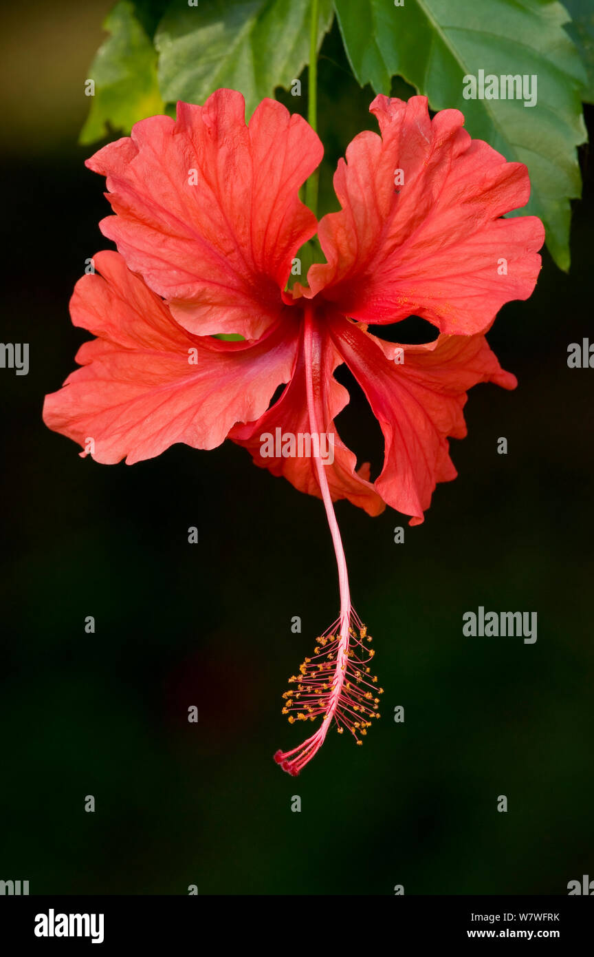 China rose (Hibiscus rosa-sinensis) flower. Cultivated plant, Costa ...