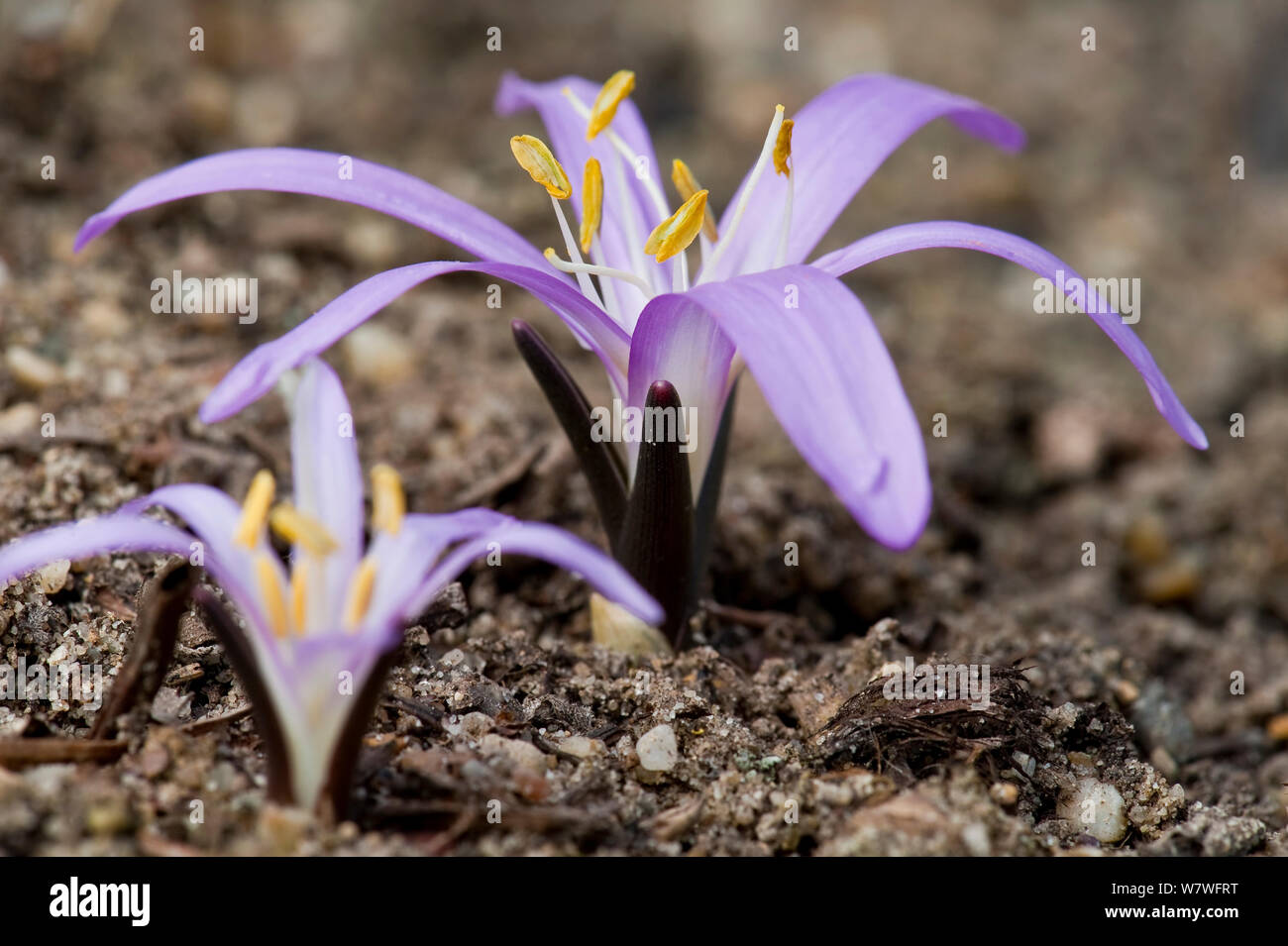 Meadow saffron hi-res stock photography and images - Alamy