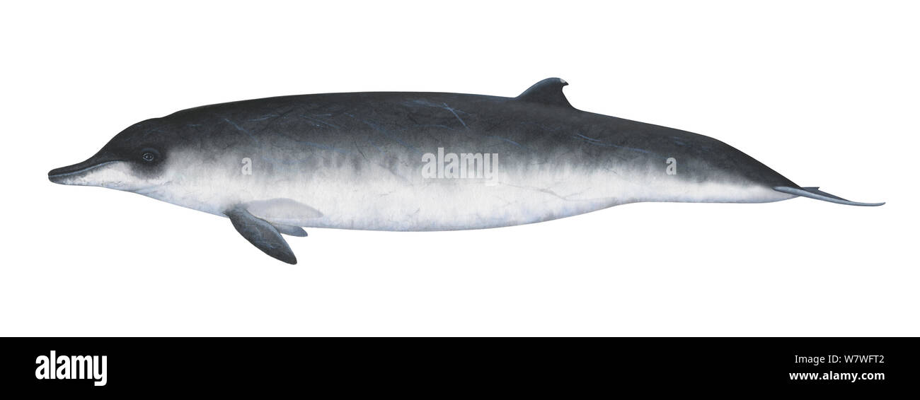 Illustration of a female Spade-toothed Whale (Mesoplodon traversii ...