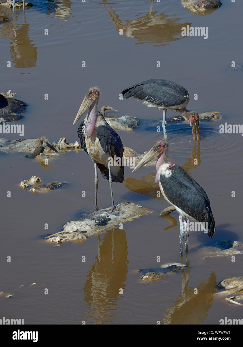 Three Marabou storks (Leptoptilos crumeniferus) scavenging Wildebeest ...