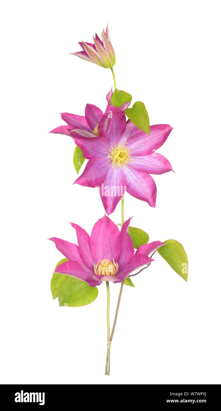 a bunch purple clematis isolated on white background Stock Photo - Alamy