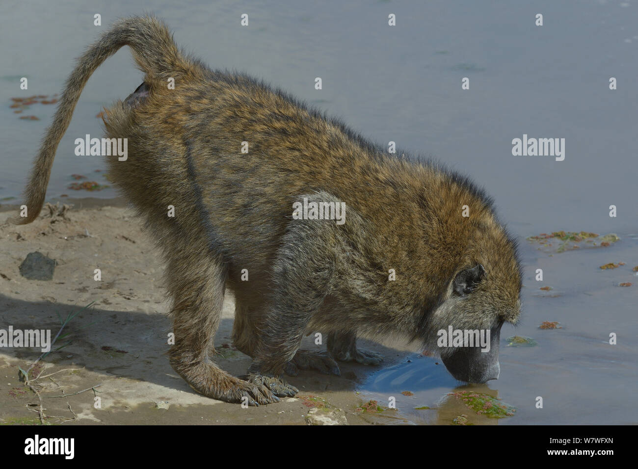 Baboon drinking water hi-res stock photography and images - Alamy
