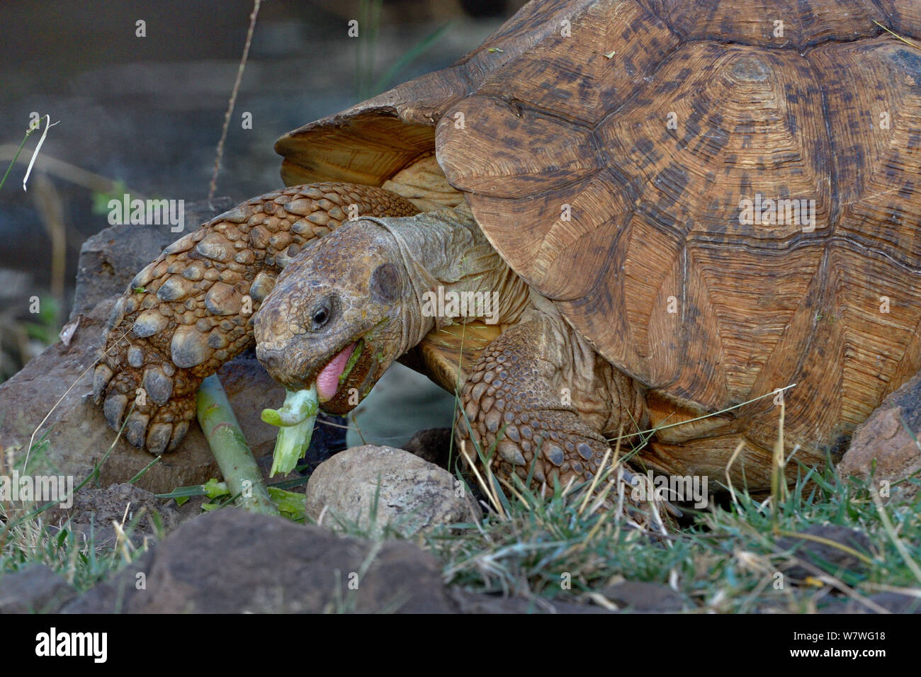 Leopard tortoise (Stigmochelys pardalis) feeding, Bogoria, Kenya ...