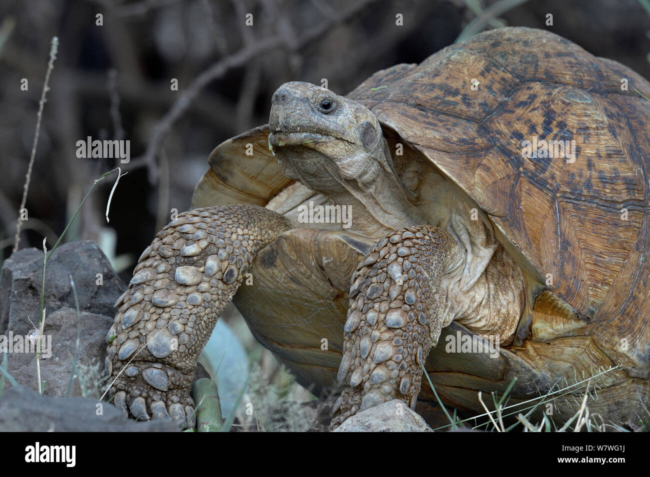 Leopard tortoise (Stigmochelys pardalis) portrait, Bogoria, Kenya ...