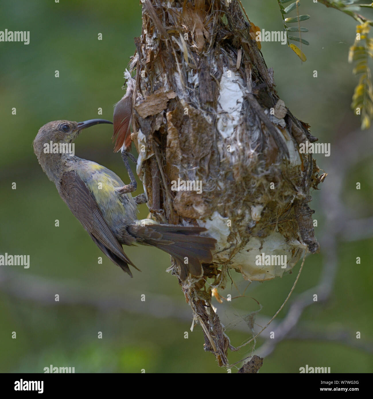 Female sunbird nest hi-res stock photography and images - Alamy