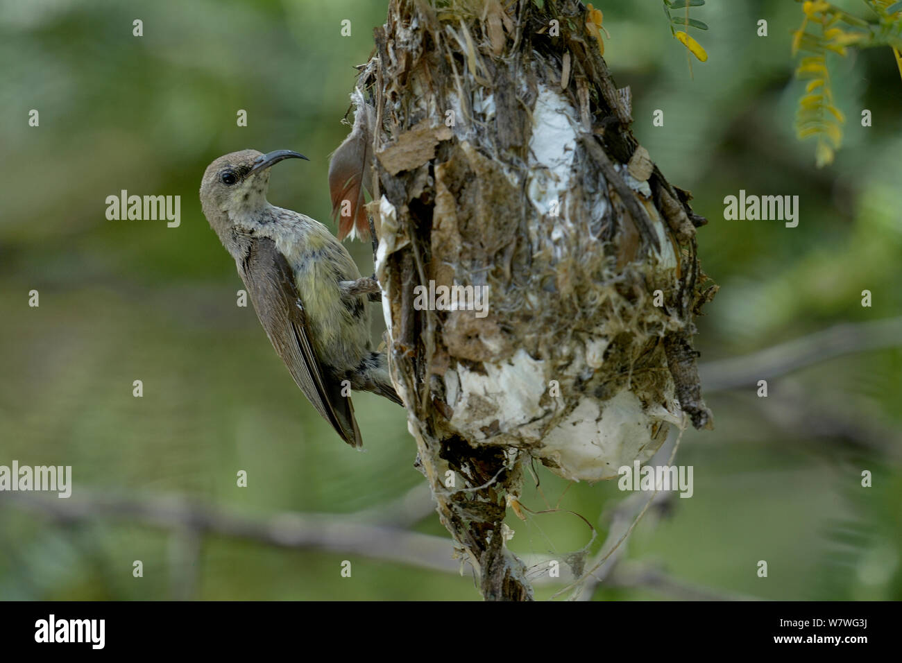 Female sunbird nest hi-res stock photography and images - Alamy