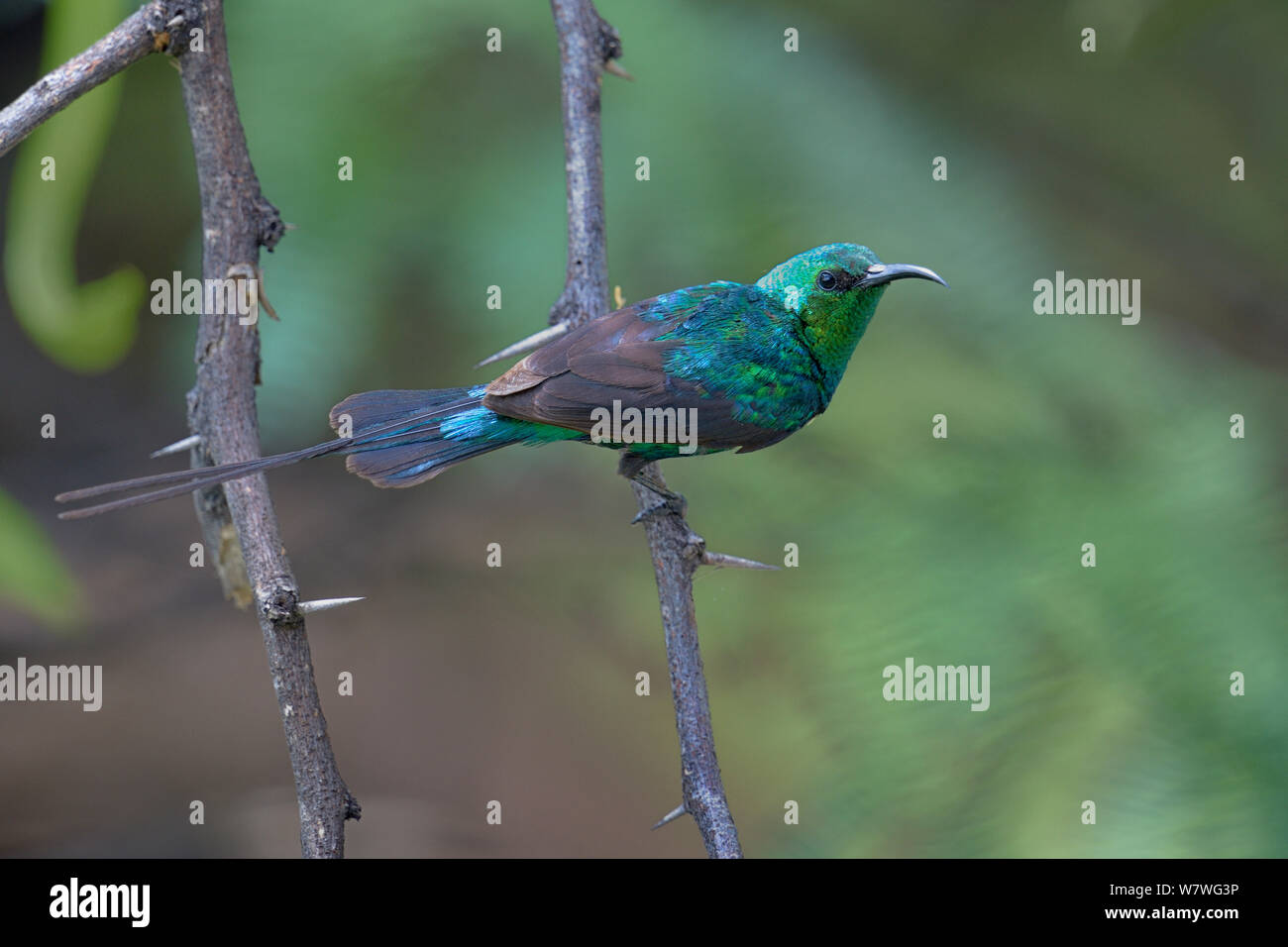 Male Beautiful sunbird (cinnyris pulchellus) on a branch, Lake Baringo ...