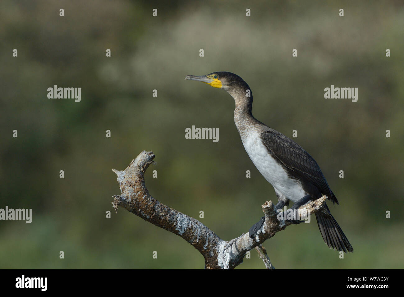 White breasted cormorant (Phalacrocorax lucidus) on a branch, Baringo ...