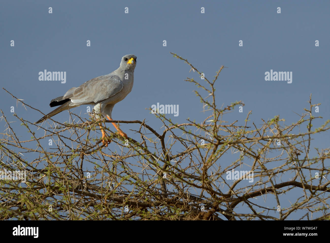 Eastern chanting goshawk (Melierax poliopterus) perched on top of tree ...