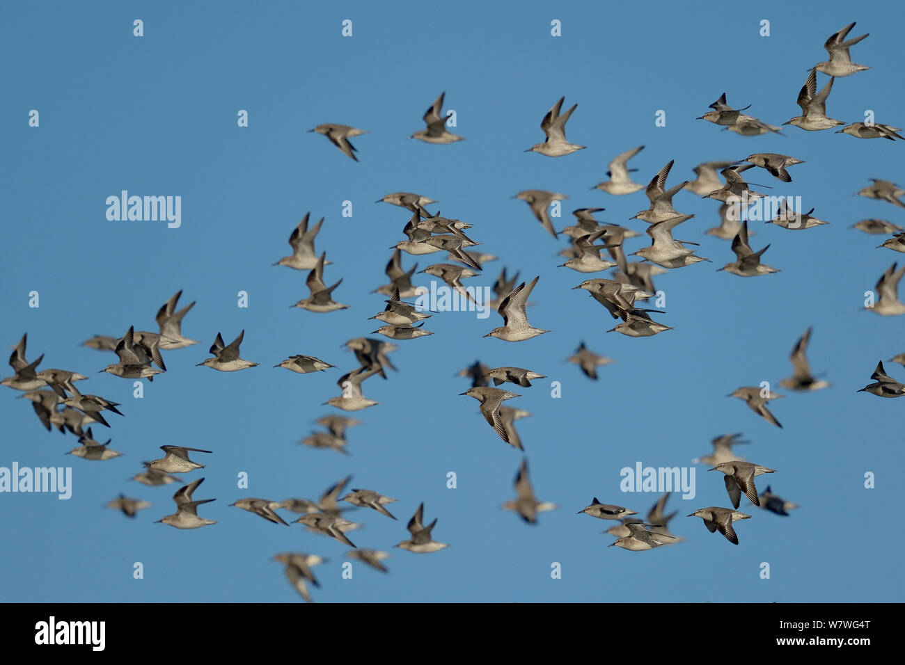Grey plover (Pluvialis squatarola) flock in flight, Bourgneuf Bay ...