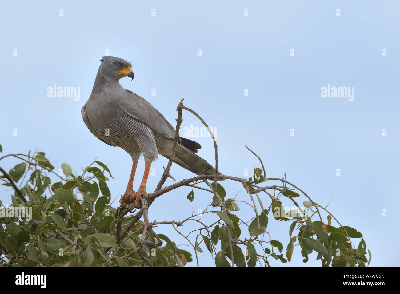 Eastern chanting goshawk (Melierax poliopterus) at top of tree, Kenya ...