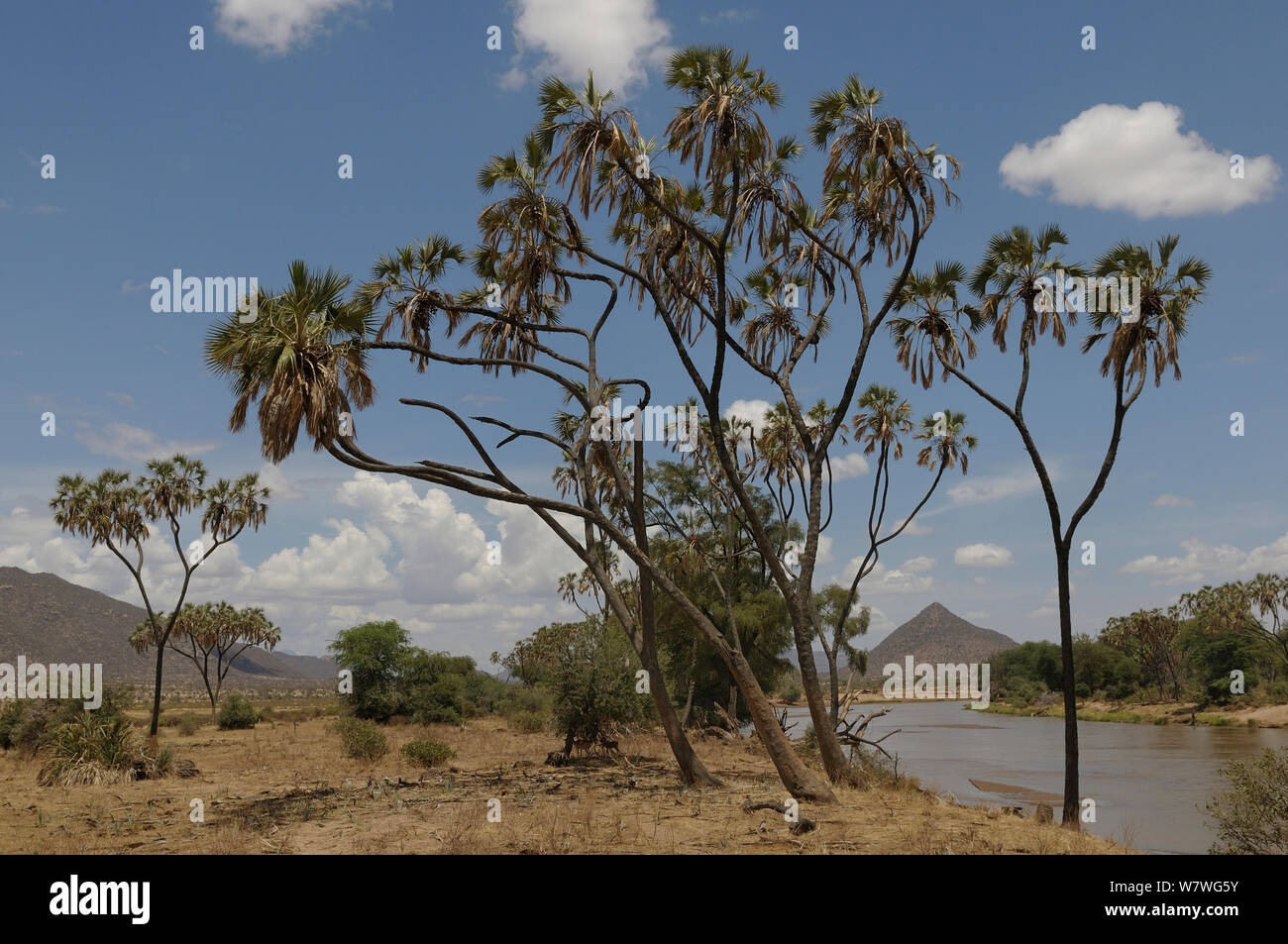 Flowering trees of kenya hi-res stock photography and images - Alamy