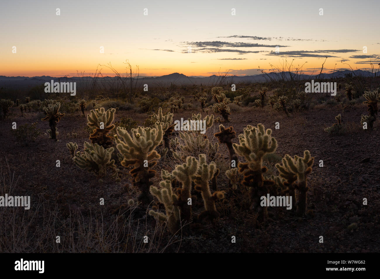 Sunset Cholla at Koa Wildlife Refuge Arizona USA Stock Photo - Alamy