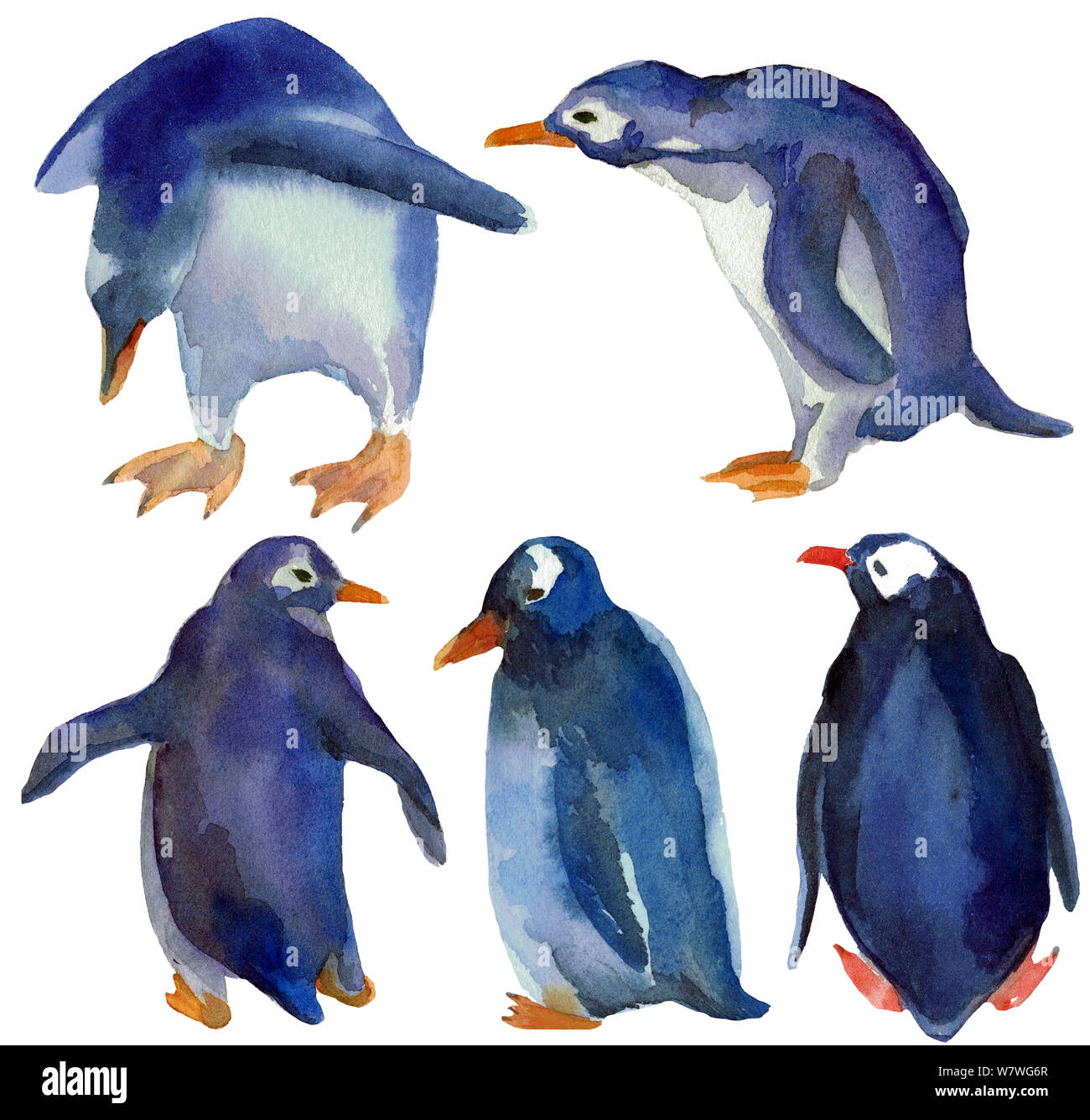 Watercolor hand drawn illustration of different blue penguins stand in ...
