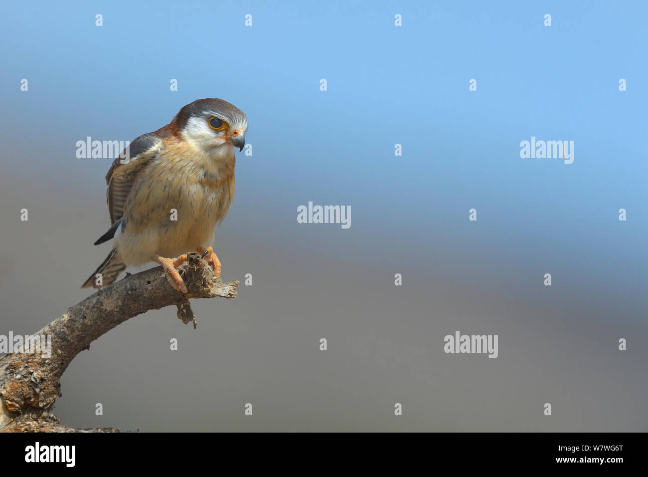 African pygmy falcon (Polihierax semitorquatus) perched on a branch ...