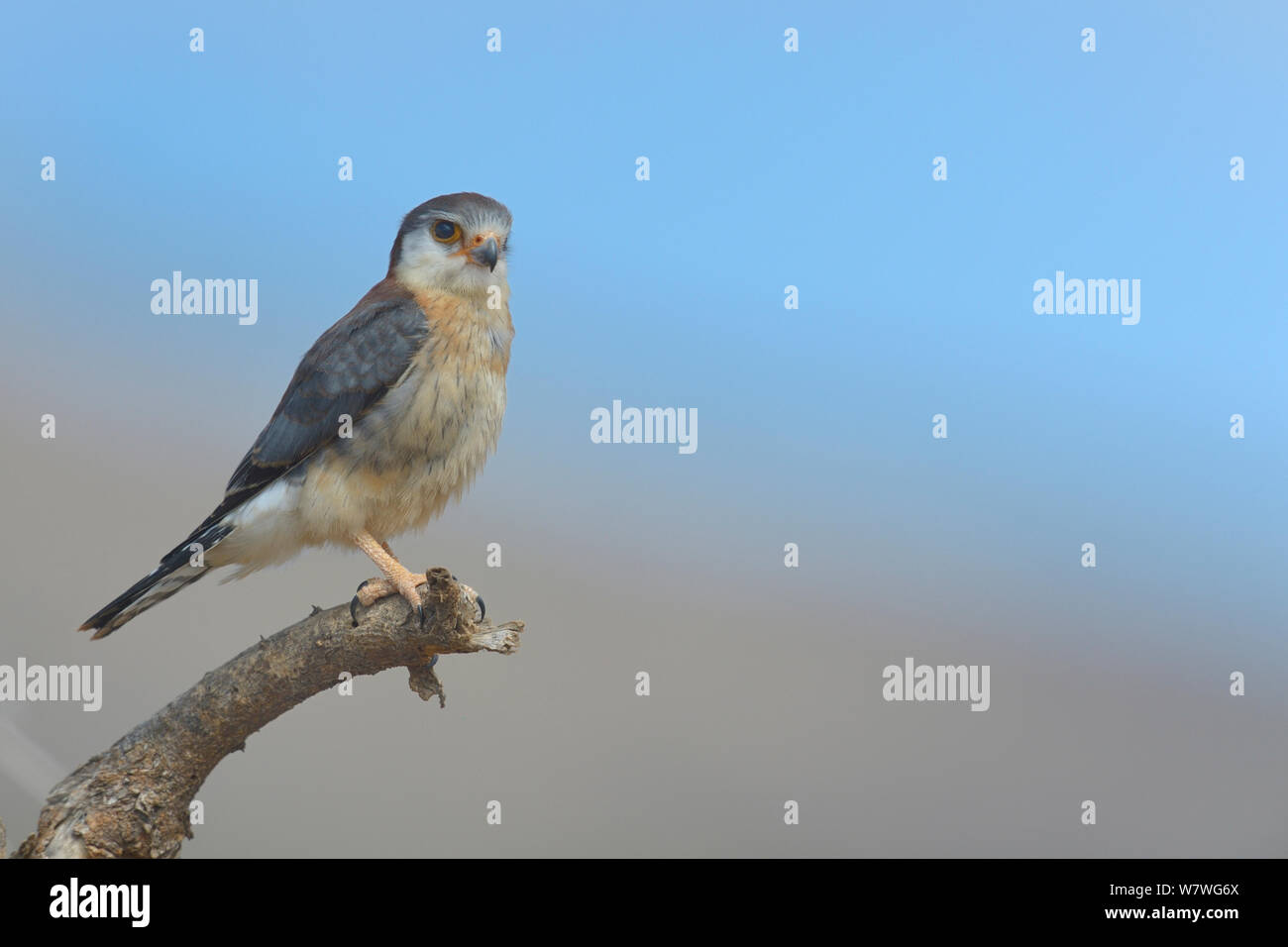 African pygmy falcon (Polihierax semitorquatus) perched on a branch ...