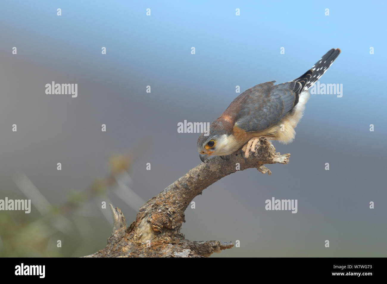 African pygmy falcon (Polihierax semitorquatus) perched on a branch ...