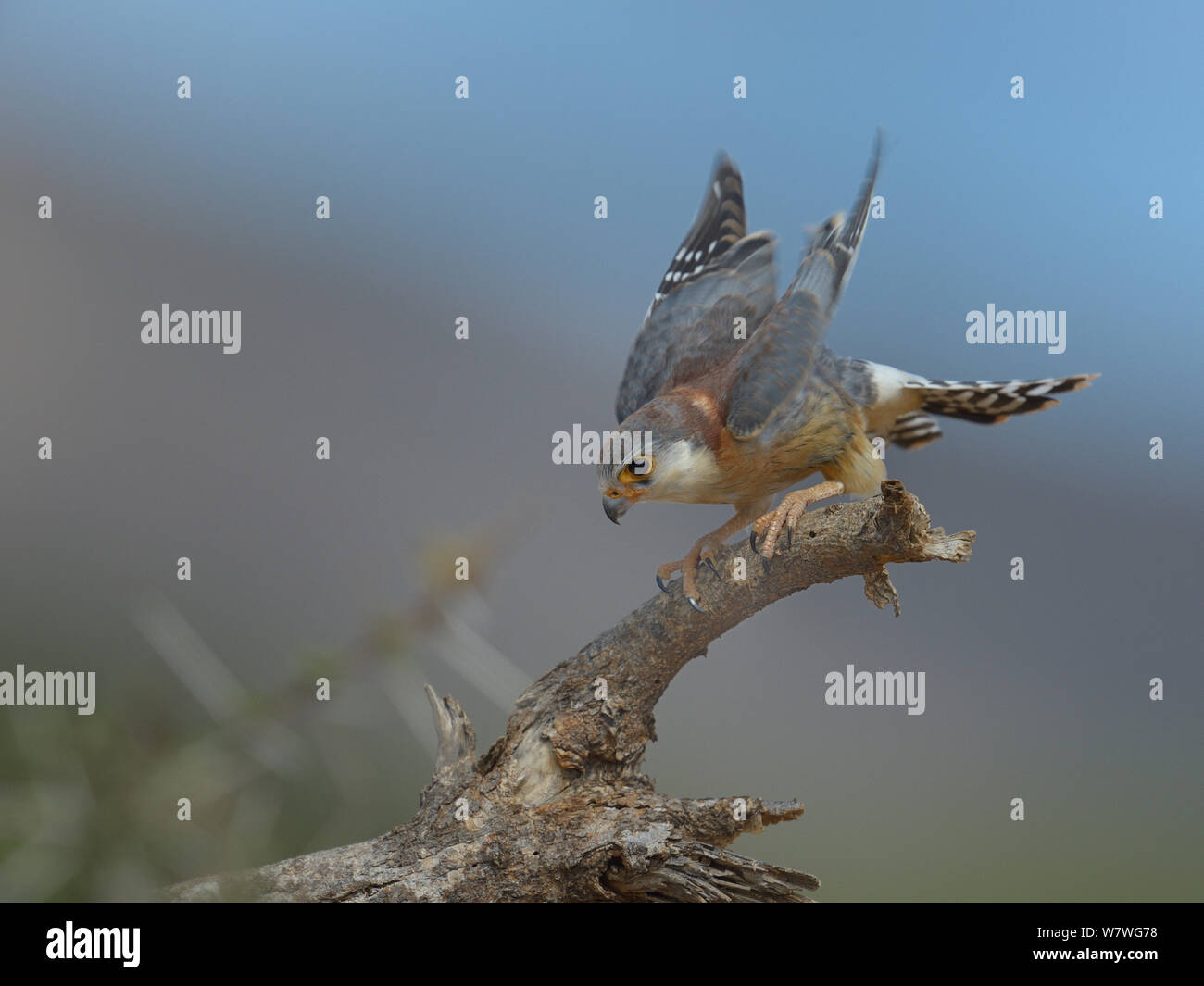African pygmy falcon (Polihierax semitorquatus) on branch about to take ...